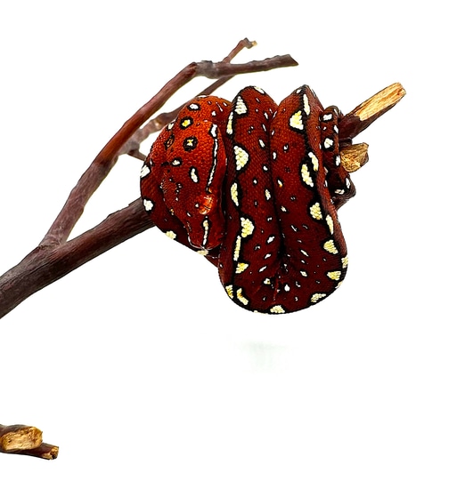 Red Neonate Green Tree Python Biak (RNGTP01) by Reptile Pets Direct