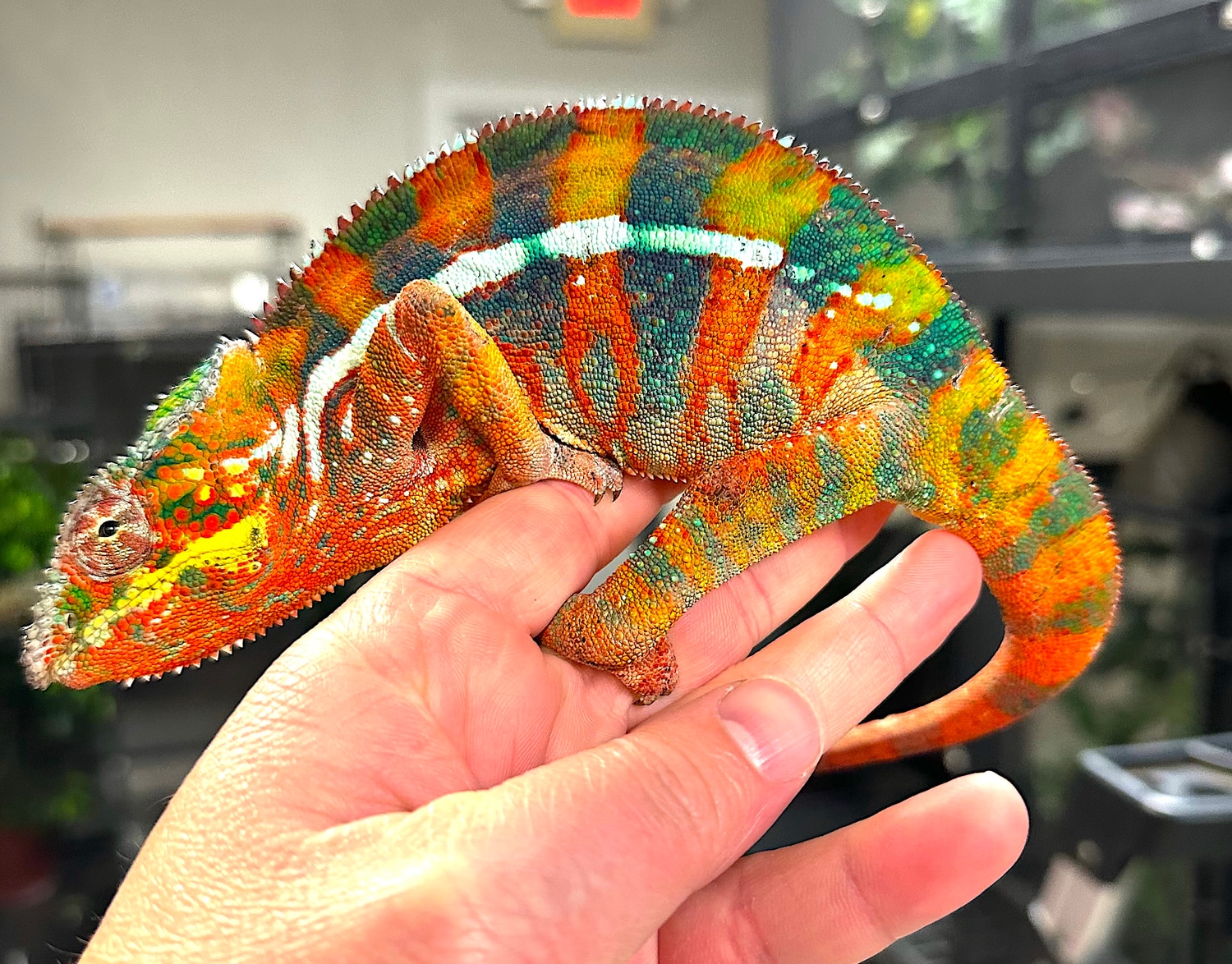 Red Body Blue Bar Panther Chameleon by Reptile Pets Direct - MorphMarket