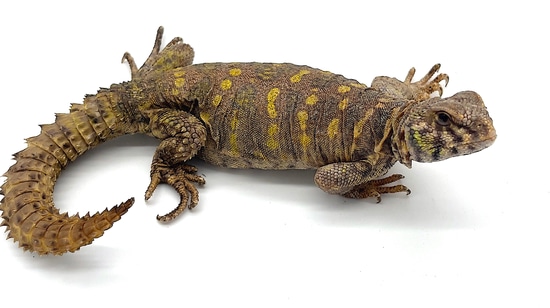 Ornate Uromastyx Female (FOU01) by Reptile Pets Direct