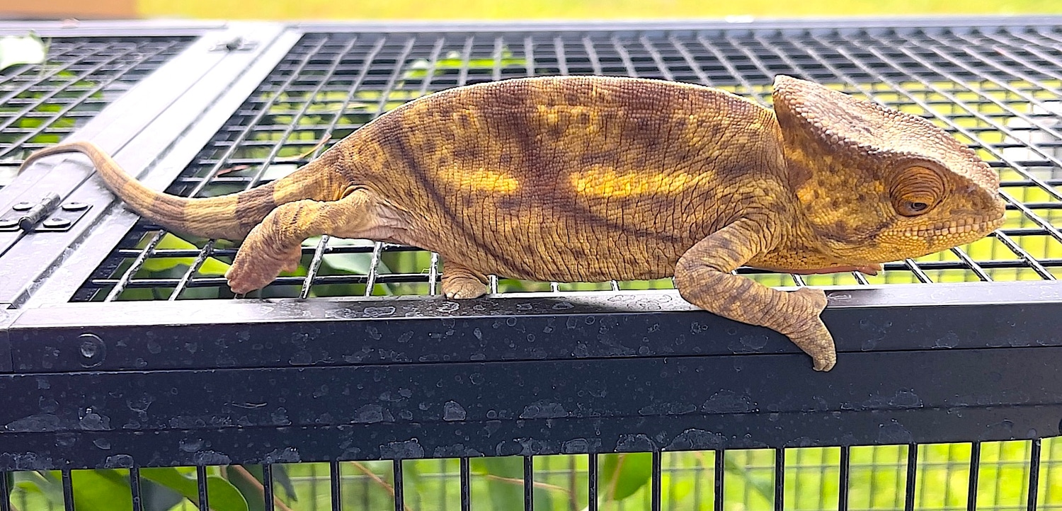 Yellow Lip Juvenile Male (YLPJM01) Parson's Chameleon by Reptile Pets ...