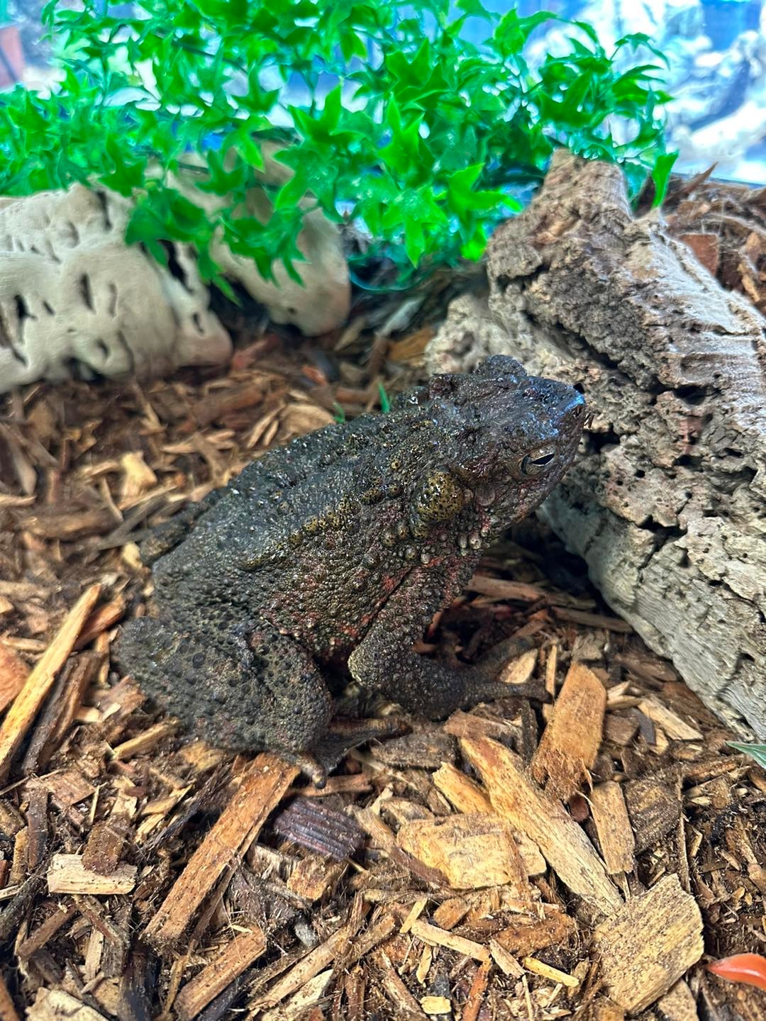 Asian Giant Bumpy Toad by Reptile Pets Direct - MorphMarket