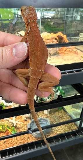 Translucent Red Iguana Green Iguana by Reptile Pets Direct