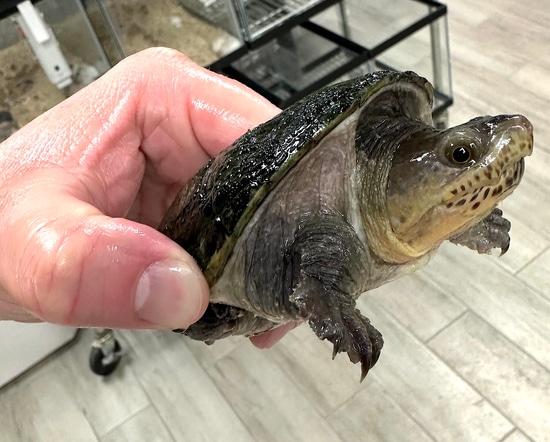 3” Vampire Musk Turtle (Claudius Angustatus) Likely Female Mud & Musk ...