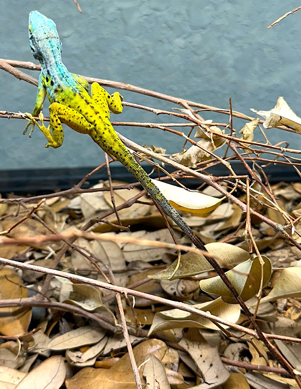 Panther (Anolis Bimaculatus) Anole by Reptile Pets Direct - MorphMarket