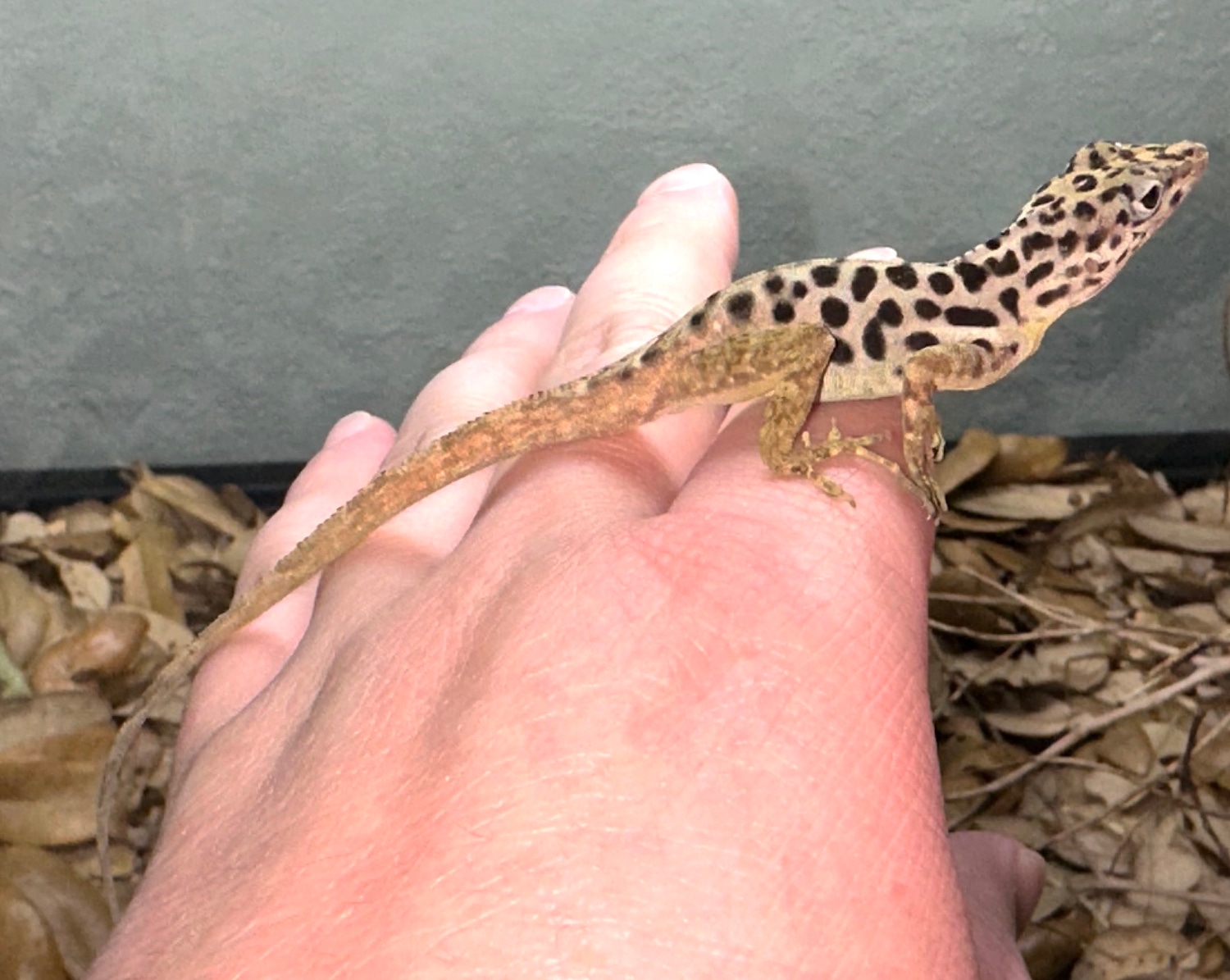 Dalmatian (Anolis Sabanus) Anole by Reptile Pets Direct - MorphMarket