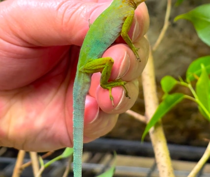 Dalmatian (Anolis Sabanus) Anole by Reptile Pets Direct - MorphMarket
