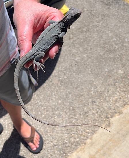 Blue Zero Iguana Green Iguana by Reptile Pets Direct