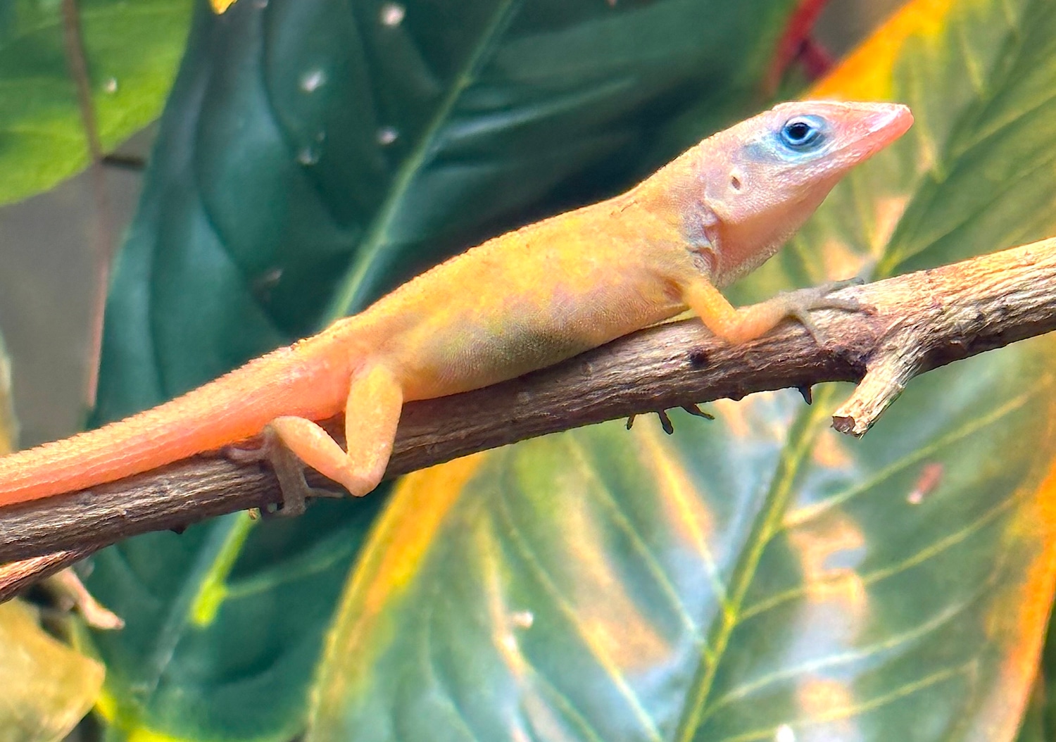 Blue Eye (Anolis Pogus) Anole by Reptile Pets Direct - MorphMarket
