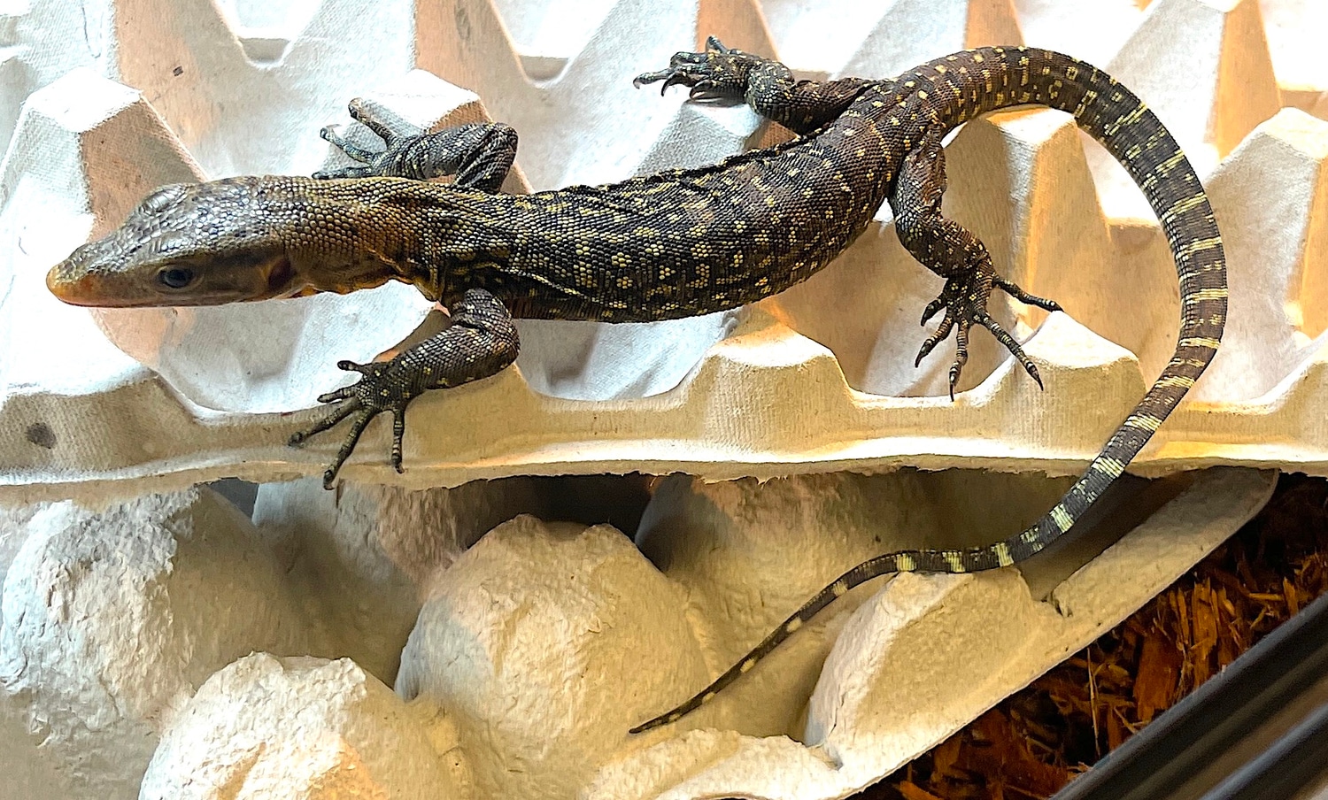 Quince Monitor ( Melinus) Other Monitor by Reptile Pets Direct ...