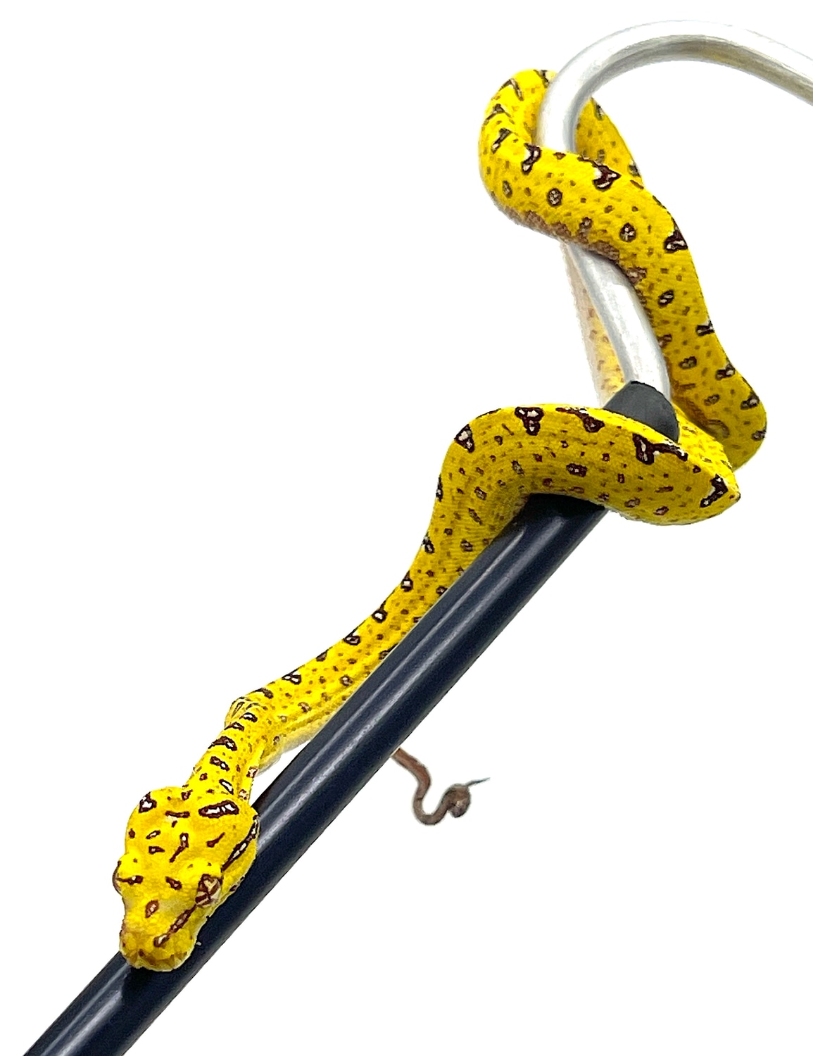 Yellow Neonate Biak (YGT02) Green Tree Python by Reptile Pets Direct ...