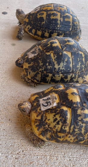 Libyan Greek Tortoise Trio (LGTT02) by Reptile Pets Direct