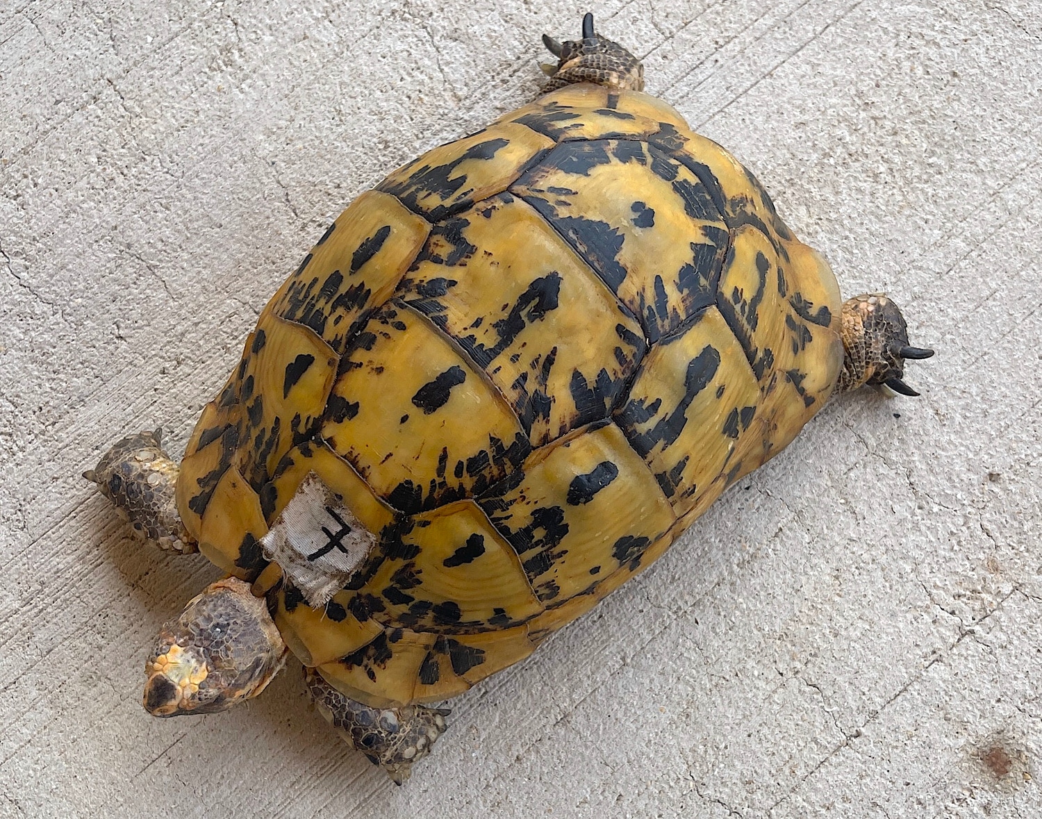 Libyan (LGT03) Greek Tortoise by Reptile Pets Direct - MorphMarket