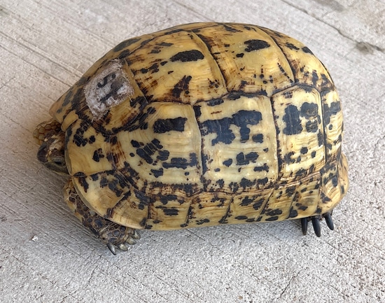 Libyan Greek Tortoise (LGT05) by Reptile Pets Direct