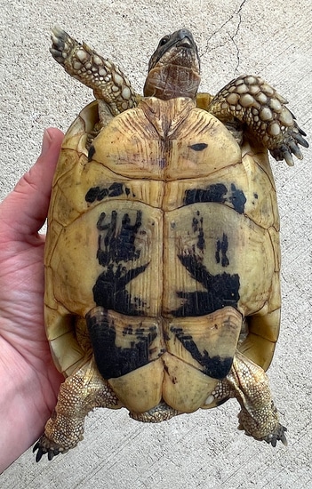 Libyan Greek Tortoise (LGT06) by Reptile Pets Direct