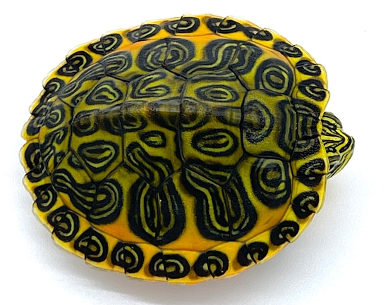 Flame Florida Red Belly Sliders (FFRDS06) Slider Turtle by Reptile Pets ...