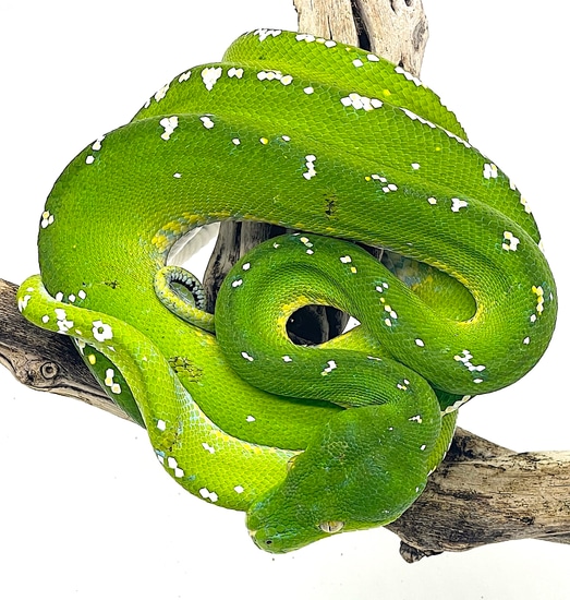 Aru Green Tree Python Male (AMGT02) by Reptile Pets Direct