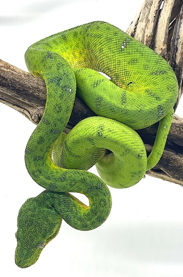 Anaconda Emerald Tree Boa Juvenile (AETB01) Northern Emerald Tree Boa ...