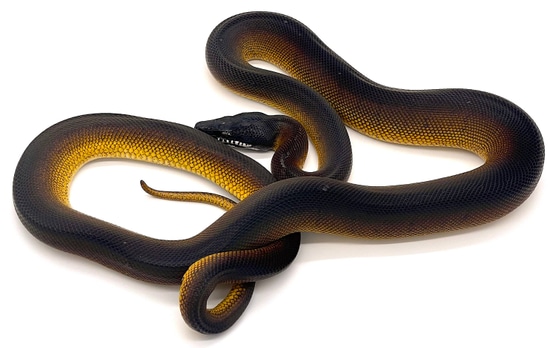 Northern White Lip Python White-Lipped Python by Reptile Pets Direct