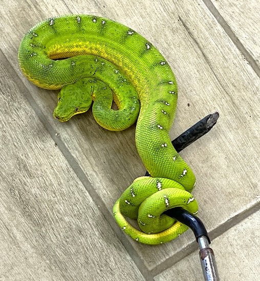 Emerald Tree Boa Reduced Pattern High Yellow Female (JFET02) Northern ...