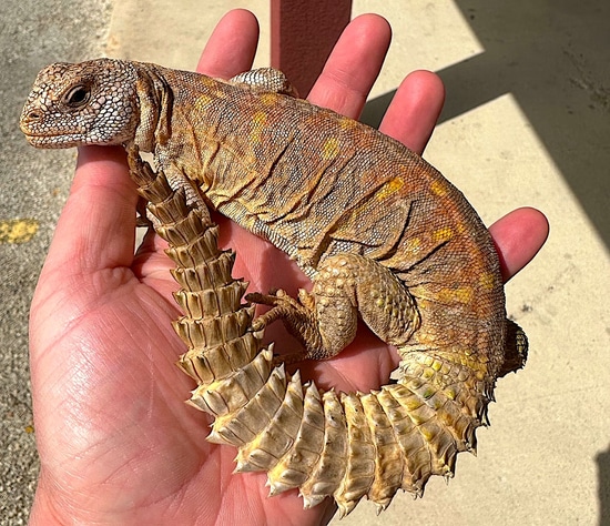 Ornate Uromastyx Female (OF01) by Reptile Pets Direct