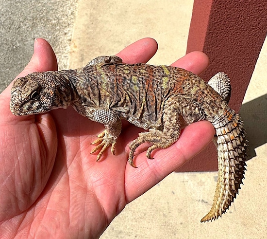 Ornate Uromastyx Female (OF02) by Reptile Pets Direct