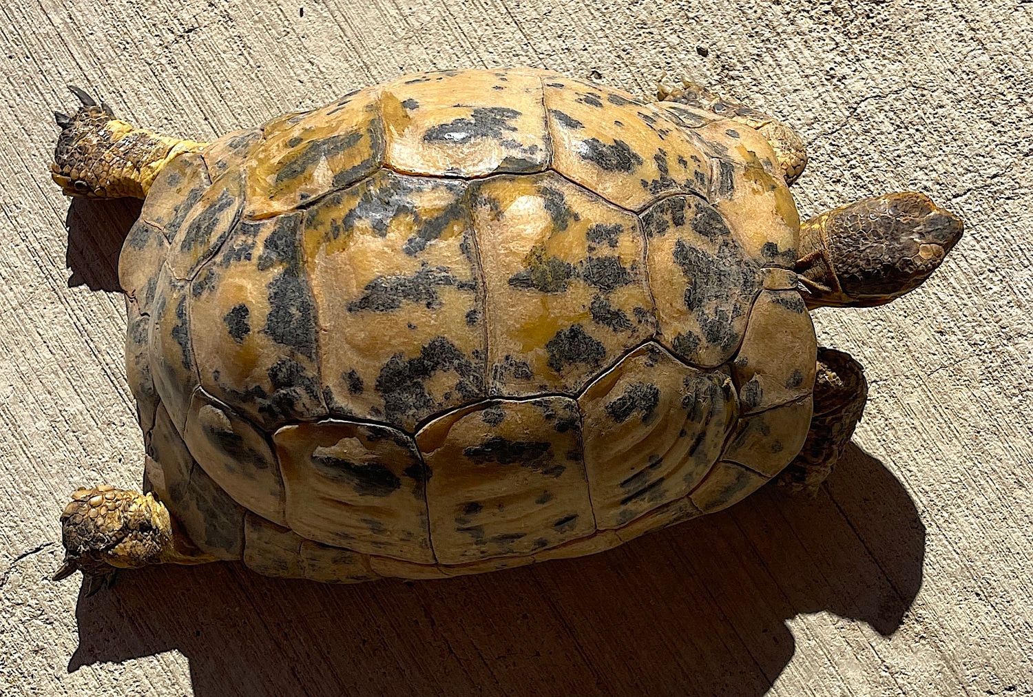 Libyan Female (GT3) Greek Tortoise by Reptile Pets Direct - MorphMarket