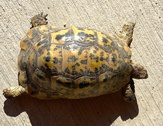 Libyan Greek Tortoise Female (GT10) by Reptile Pets Direct