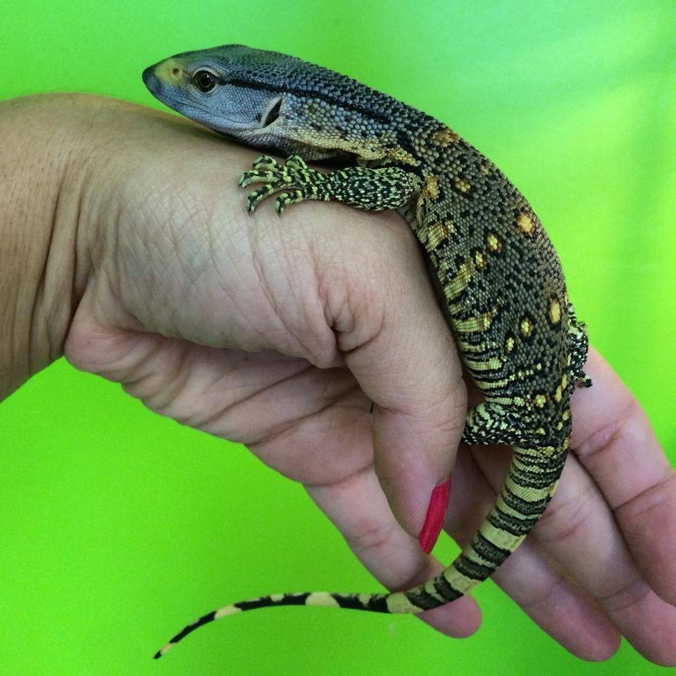 Black Throat Monitors CB Black-Throated Monitor by Reptile Pets Direct ...