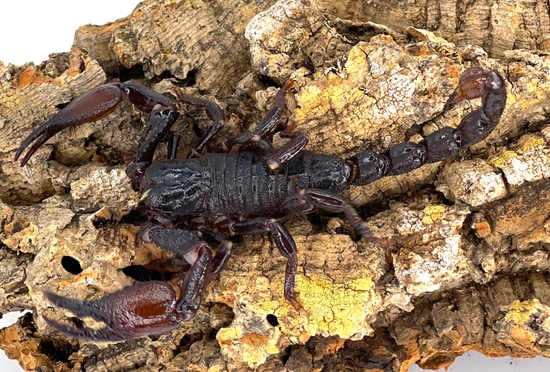Congo Cave Claw Emperor Scorpion (Pandinus Viatoris) by Reptile Pets Direct