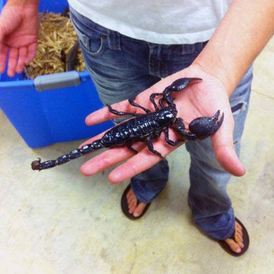 Emperor Scorpions by Reptile Pets Direct