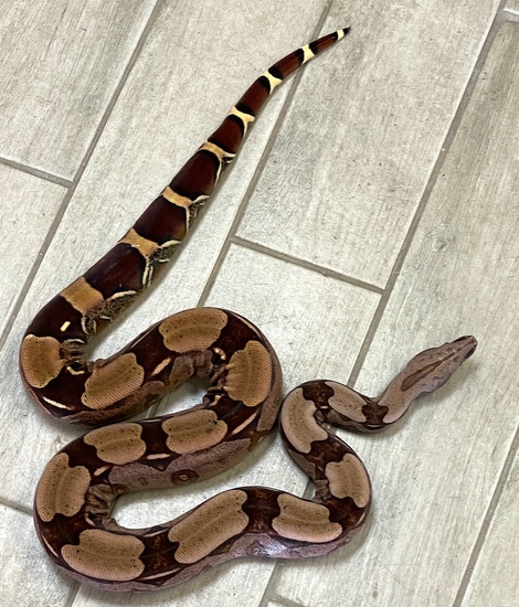 Guyana Red Tail Boa Female (GBF01) True Red-Tailed Boa Constrictor by ...
