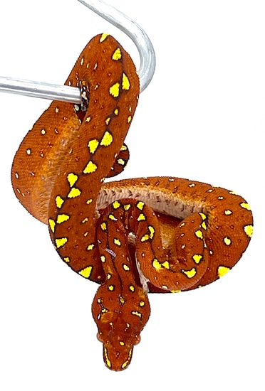 Biak Green Tree Python Red Male (RGTP11) by Reptile Pets Direct