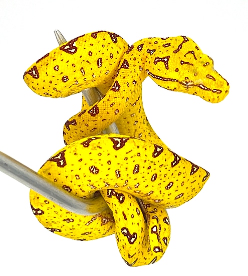 Biak Green Tree Python Yellow Male (YGTP12) by Reptile Pets Direct