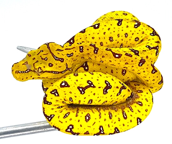 Biak Green Tree Python Yellow Male (YGTP13) by Reptile Pets Direct