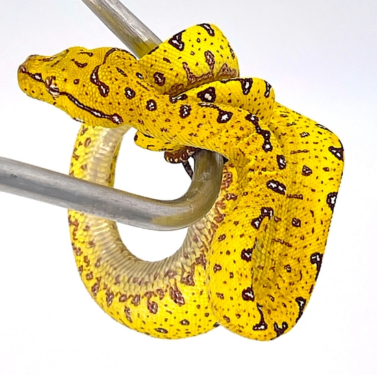 Biak Green Tree Python Yellow Male (YGTP14) by Reptile Pets Direct