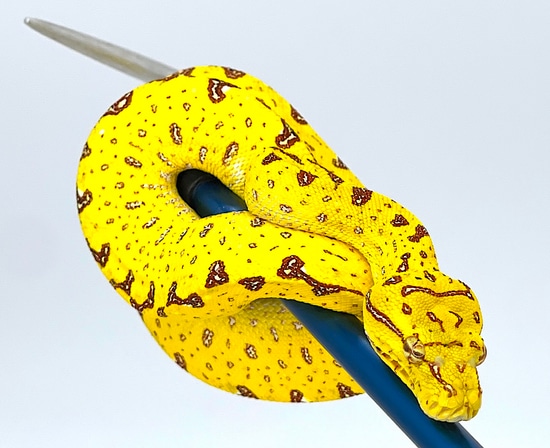 Biak Green Tree Python Yellow Female (YGTP17) by Reptile Pets Direct
