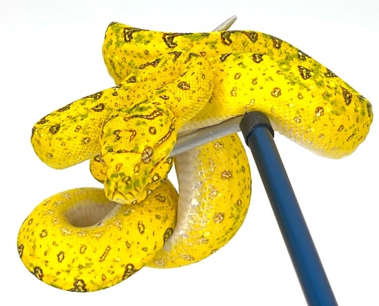 Biak Green Tree Python Yellow Female (YGTP18) by Reptile Pets Direct