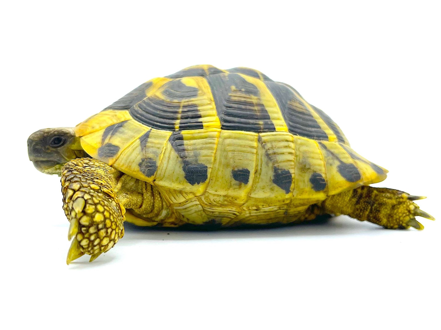 4" Hermans Tortoises Hermann's Tortoise by Reptile Pets Direct ...
