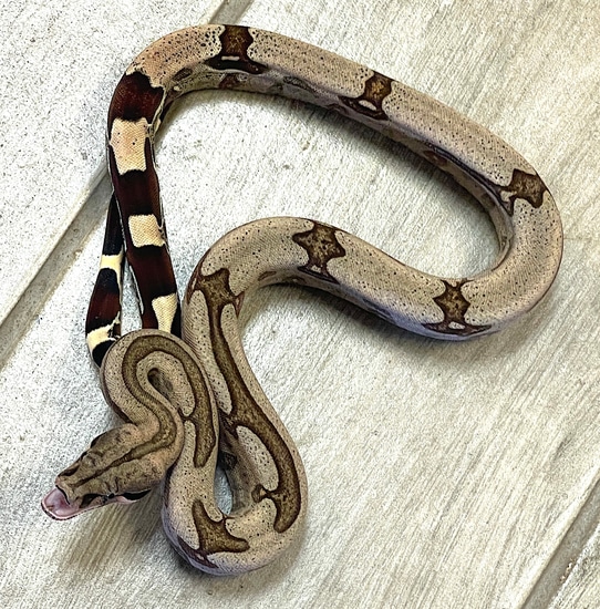 Guyana Red Tail Boa Baby Male (GBBM04) True Red-Tailed Boa Constrictor ...