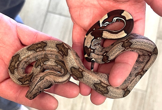 Guyana Red Tail Boa Baby Male (GBBM05) True Red-Tailed Boa Constrictor ...