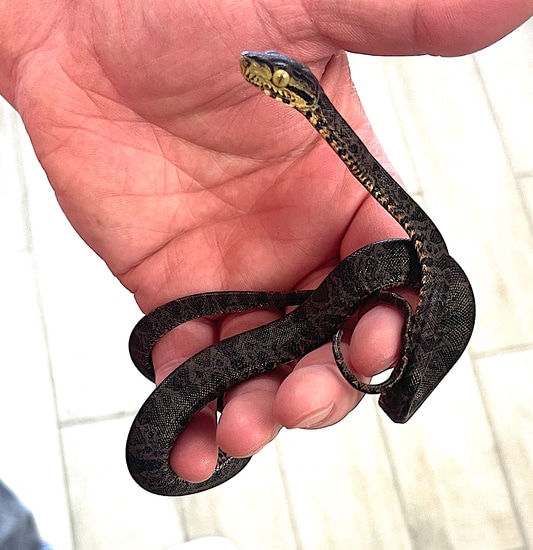 Halloween Phase Amazon Tree Boa Baby (BHPA01) by Reptile Pets Direct