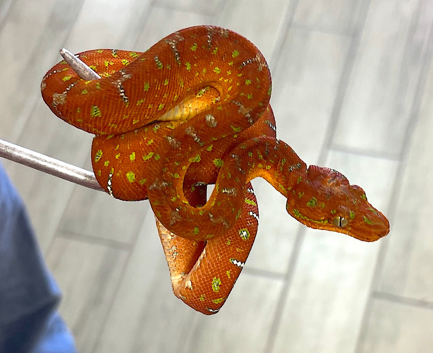 Emerald Tree Boa Baby (BETB01) Northern Emerald Tree Boa by Reptile ...