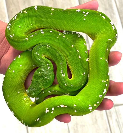 Aru Green Tree Python Female (AGTF01) by Reptile Pets Direct