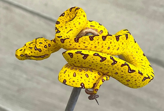 Yellow Green Tree Python (YTP22) by Reptile Pets Direct