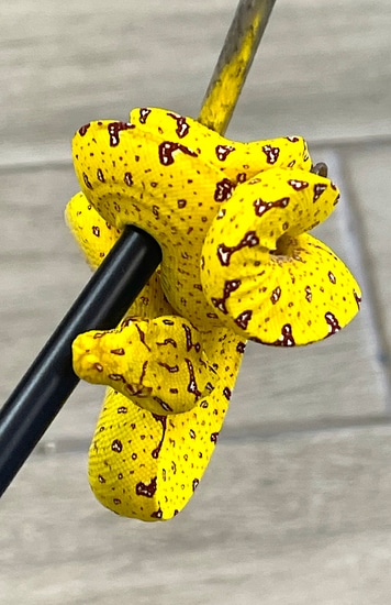 Yellow Green Tree Python (YTP27) by Reptile Pets Direct