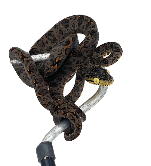 Amazon Tree Boa Baby Halloween Phase by Reptile Pets Direct