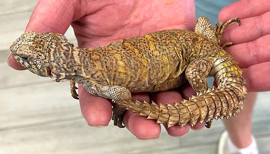 Ornate Uromastyx Adult Female (AFOU01) by Reptile Pets Direct