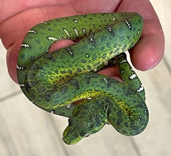 CB Emerald Tree Boa Female Baby Black Spot (BBS01) Northern Emerald ...