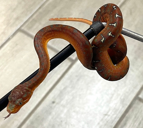 CB Red Emerald Tree Boa Female Baby (REB04) Northern Emerald Tree Boa ...