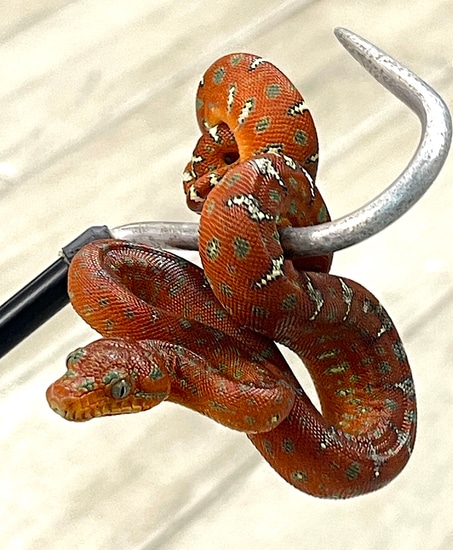 CB Red Emerald Tree Male Boa Baby (REB06) Northern Emerald Tree Boa by ...